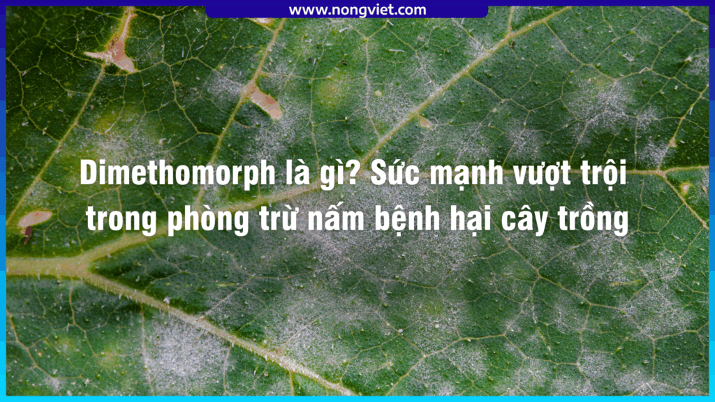 Dimethomorph là gì? Sức mạnh vượt trội trong phòng trừ nấm bệnh hại cây ...