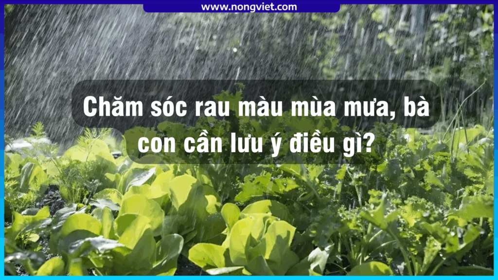 Chăm sóc rau màu mùa mưa, bà con cần lưu ý điều gì? | NÔNG VIỆT